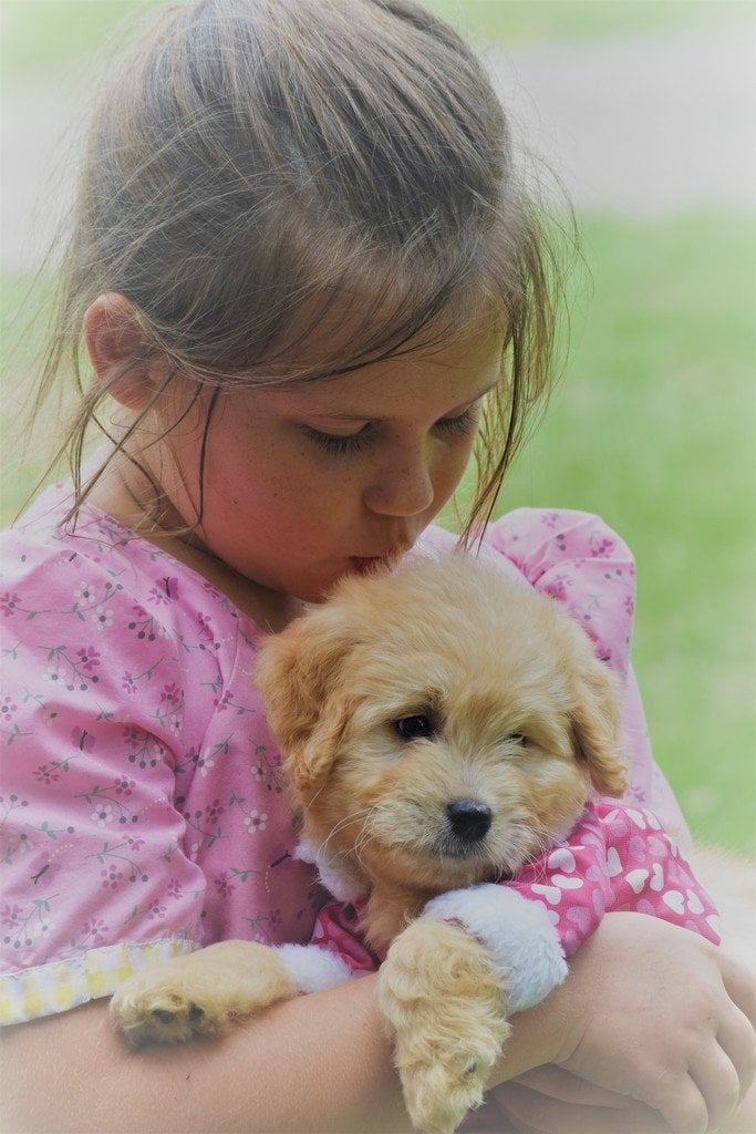 The Do's And Don'ts Of Puppies And Kids | Hidden Acres Puppies