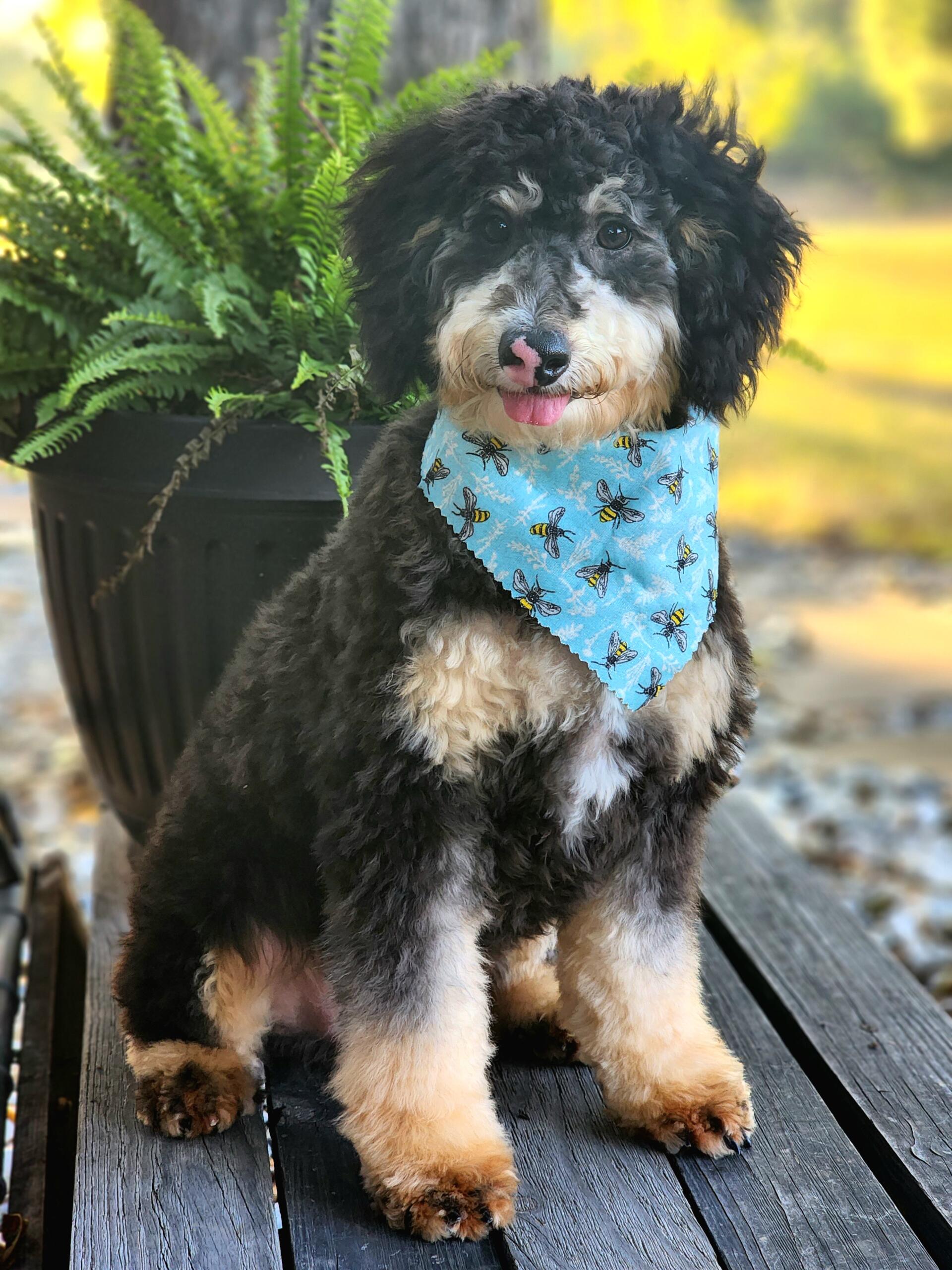 Fun Tricks You Can Teach Your Goldendoodle | Hidden Acres Puppies